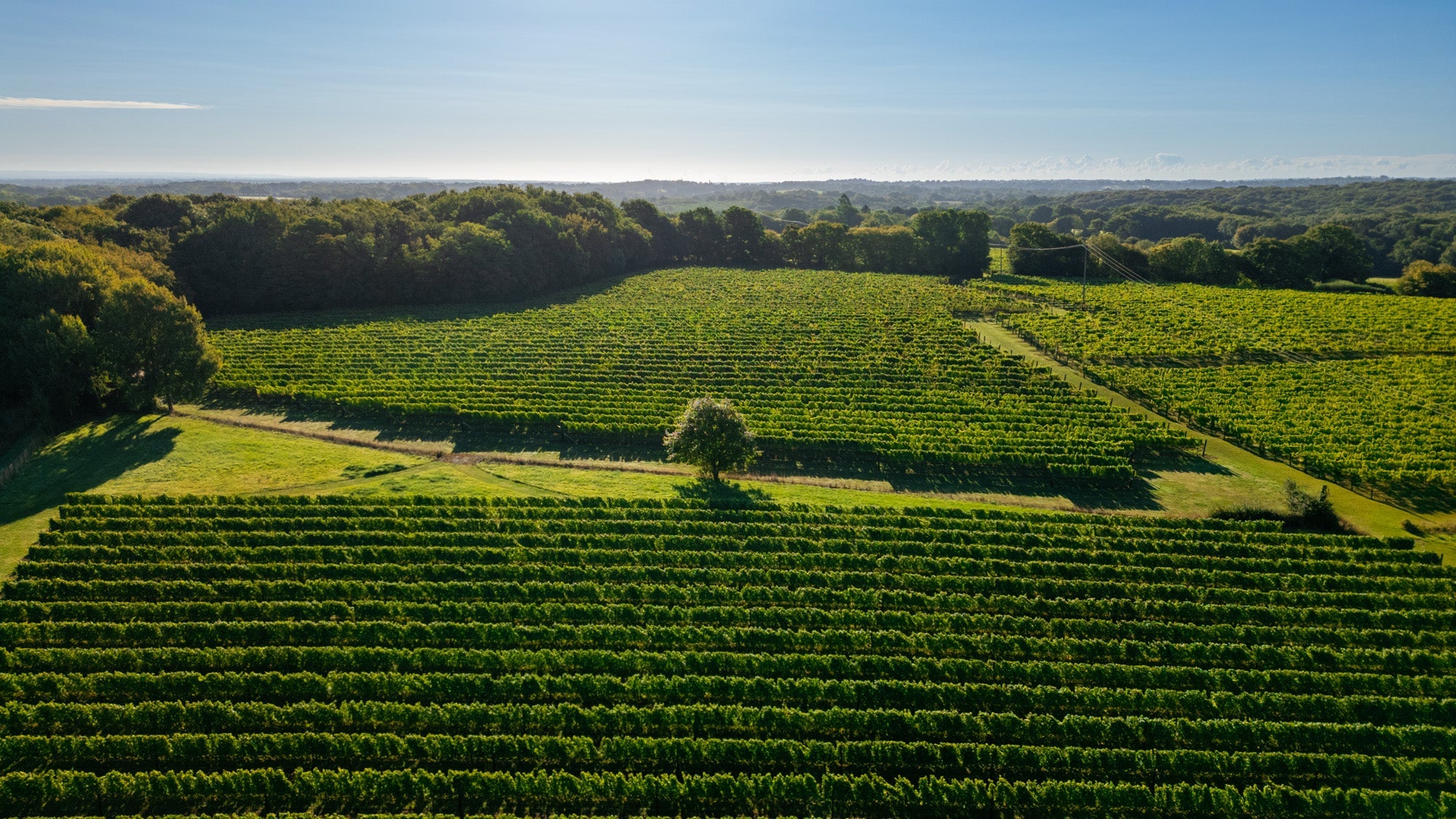 Worlds Best Still Cider – Biddenden Vineyards